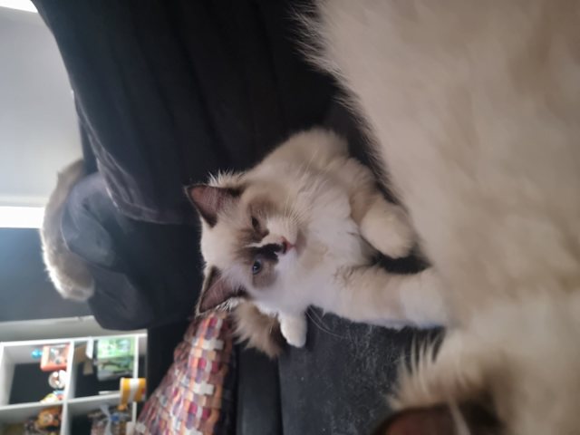 Pure breed ragdoll kitten | Cats & Kittens | Gumtree Australia Mitchell ...