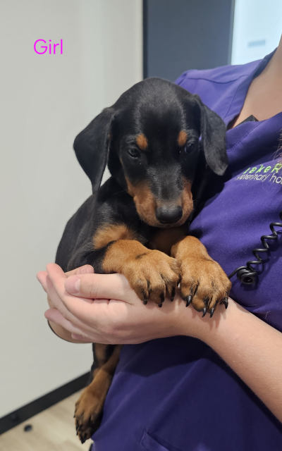 Pure-bred Doberman Puppies | Dogs & Puppies | Gumtree Australia Wagga ...