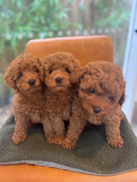 Ruby Toy Cavoodles - One Male and One female | Dogs & Puppies | Gumtree ...