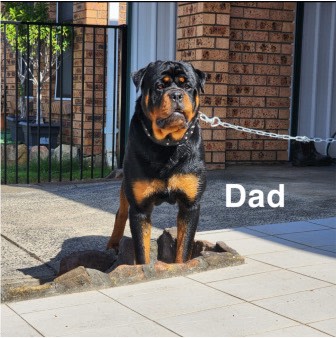 Bobtail Rottweiler puppies for sale | Dogs & Puppies | Gumtree ...