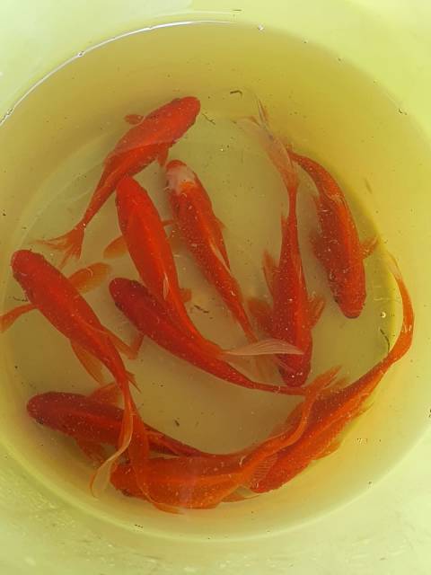 large Goldfish and Australian native fish for sale | Fish | Gumtree ...