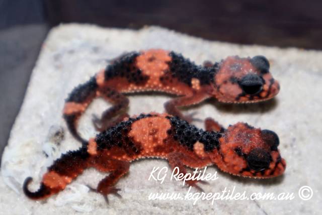 Captive Bred Geckos | Reptiles & Amphibians | Gumtree Australia ...