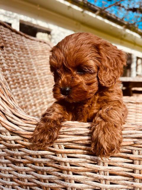 DNA Clear Ruby Red Male F1 Toy Cavoodle Pup | Dogs & Puppies | Gumtree ...