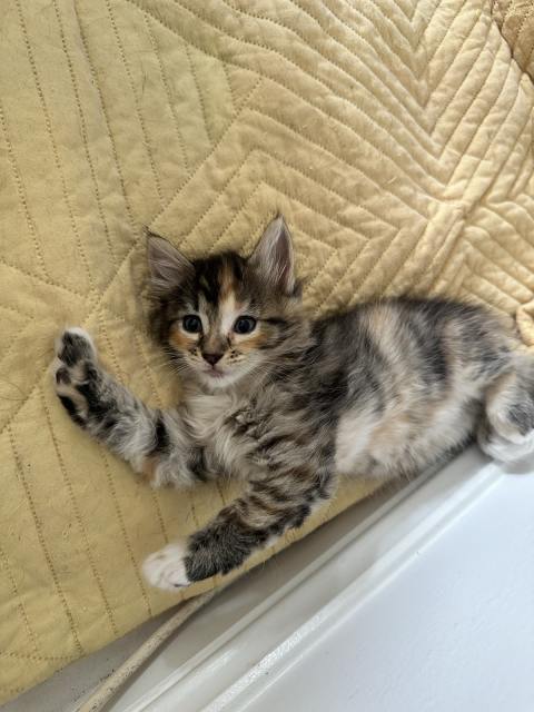 Kittens male and female | Cats & Kittens | Gumtree Australia Fairfield ...