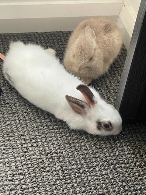 3 cute dwarfs rabbits | Rabbits | Gumtree Australia Melton Area ...