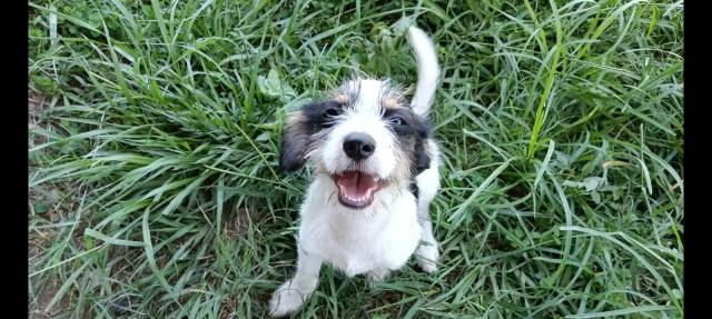 Papillon x jackapoo tiny puppies | Dogs & Puppies | Gumtree Australia ...