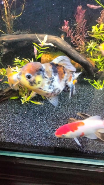 awesome fancy oranda gold fish all different colour variations | Fish ...