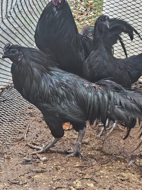 Sumatran chickens | Birds | Gumtree Australia Pyrenees Area - Moonambel ...