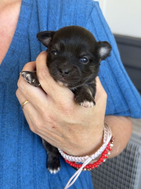 Chihuahua puppies | Dogs & Puppies | Gumtree Australia Collie Area ...