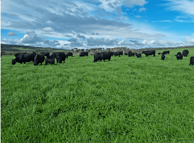 Cattle Agistment Wanted | Livestock | Gumtree Australia Yass Valley ...