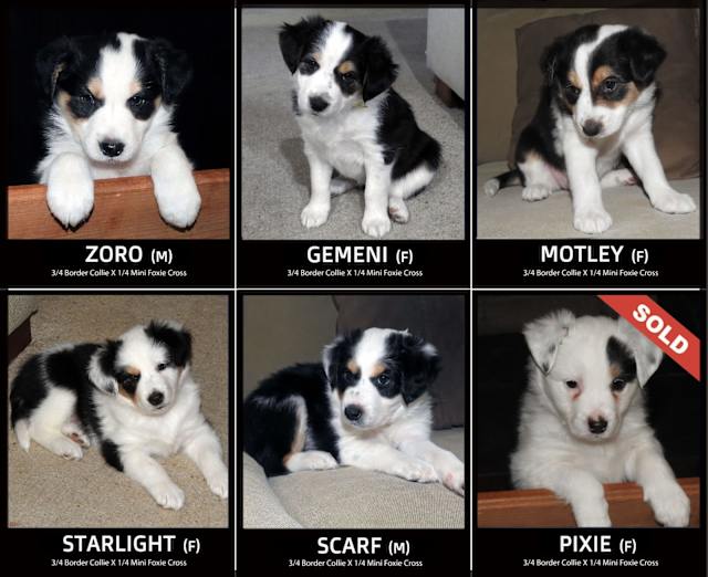 3/4 Border Collie X 1/4 Mini Foxie Cross Pups | Dogs & Puppies ...