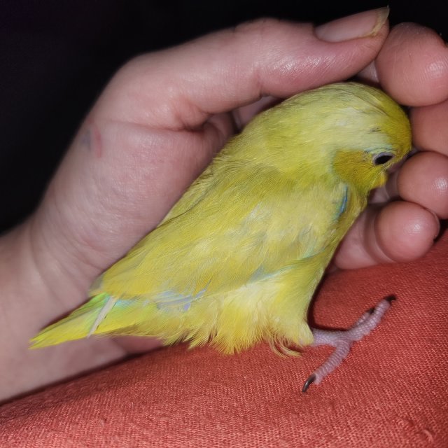 Handraised babies-cuddly, dna tested Xmas babies | Birds | Gumtree ...