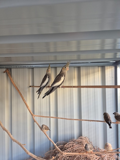 Young Werios | Birds | Gumtree Australia Rockingham Area - Baldivis ...