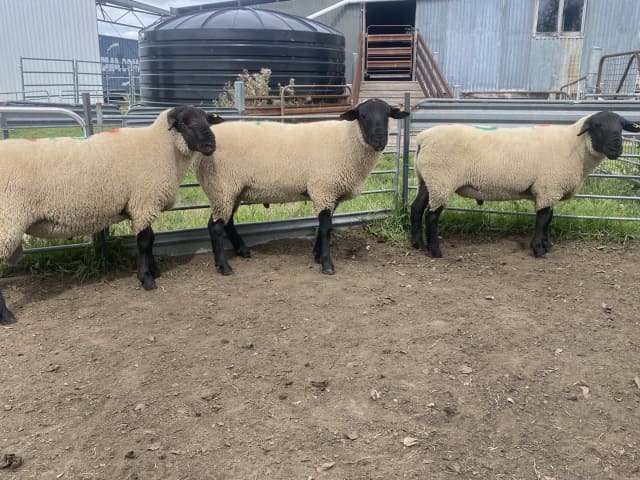 Pure bred black suffolk flock rams | Livestock | Gumtree Australia ...