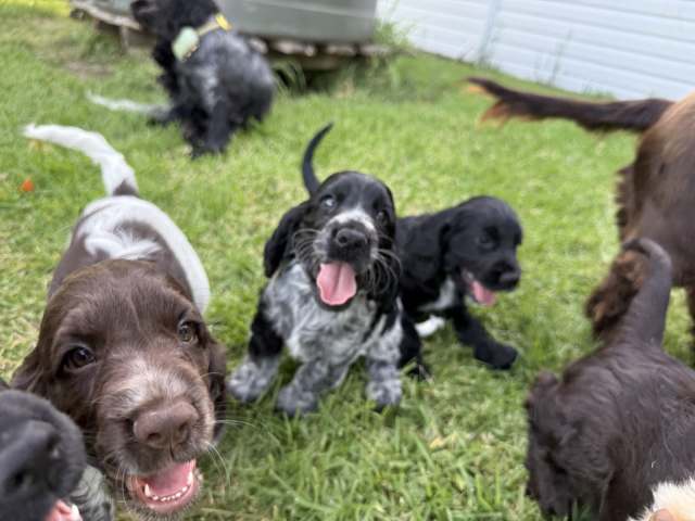 Cocker x Clumber Spaniel - Ready now for re-homing | Dogs & Puppies ...