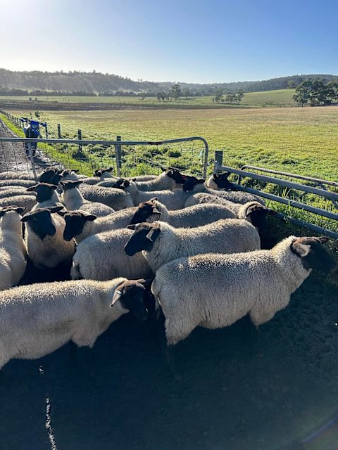 Suffolk lambs | Livestock | Gumtree Australia Yarra Ranges ...