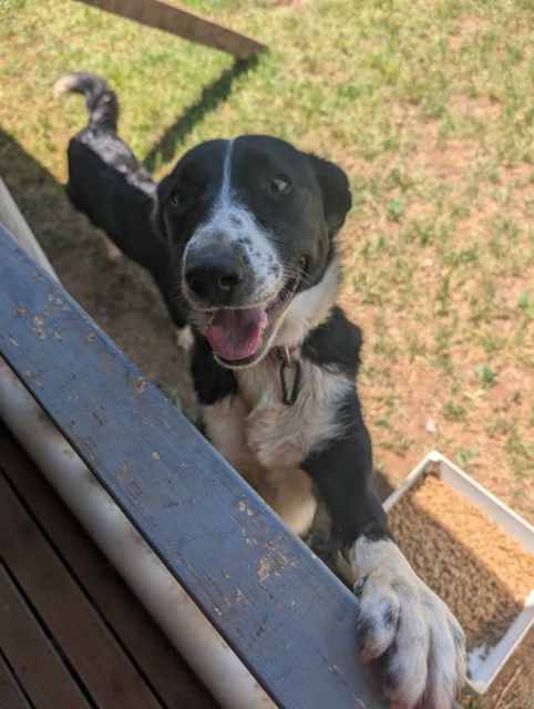 Pure Bred Border Collie Undesexed Female (almost 2yrs old) | Dogs ...