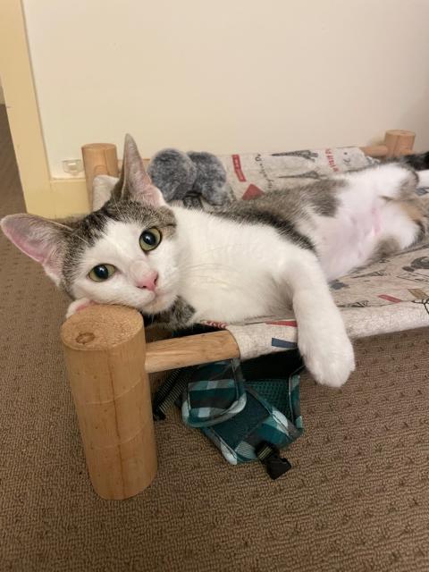 Storm - KITTEN KAPERS RESCUE | Cats & Kittens | Gumtree Australia ...