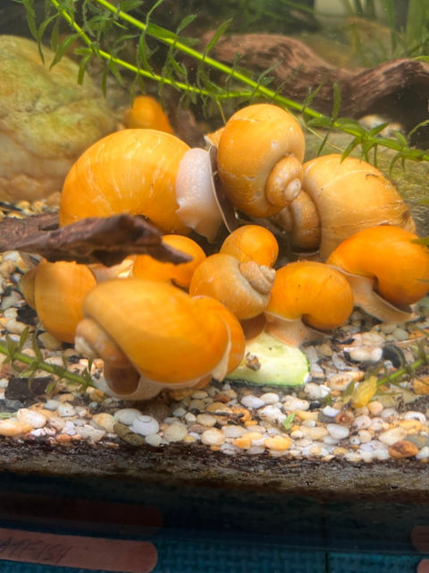 Mystery snails for tropical aquarium - Miscellaneous Goods in Mango ...