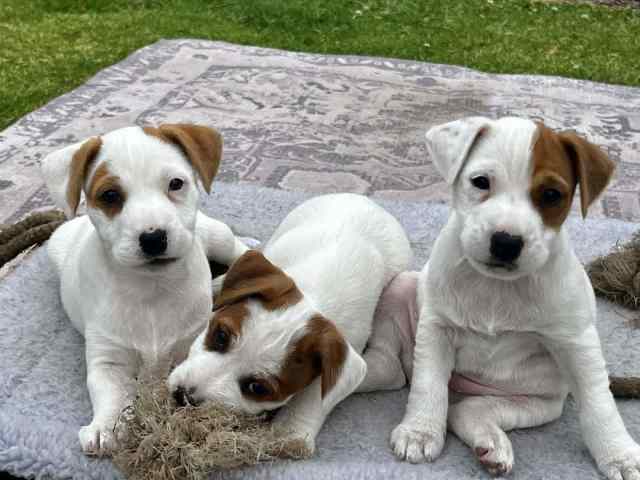 Jack Russell Puppies | Dogs & Puppies | Gumtree Australia Warrnambool ...
