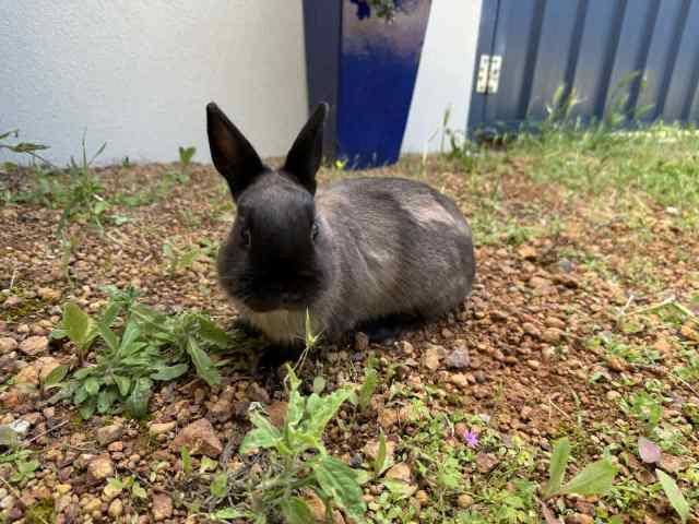 Netherland Dwarf Rabbit - Male | Rabbits | Gumtree Australia Rockingham ...