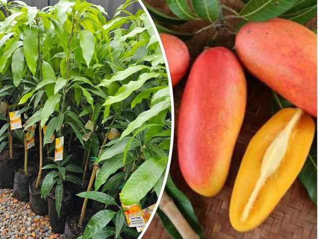 Rare Grafted Mango Fruit Trees - Plants in Morisset NSW | Gumtree Australia