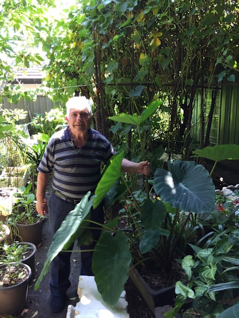 Little Italy 🇮🇹 plant sale arrow head Lilly chilli 🌶 taro paw paw ...
