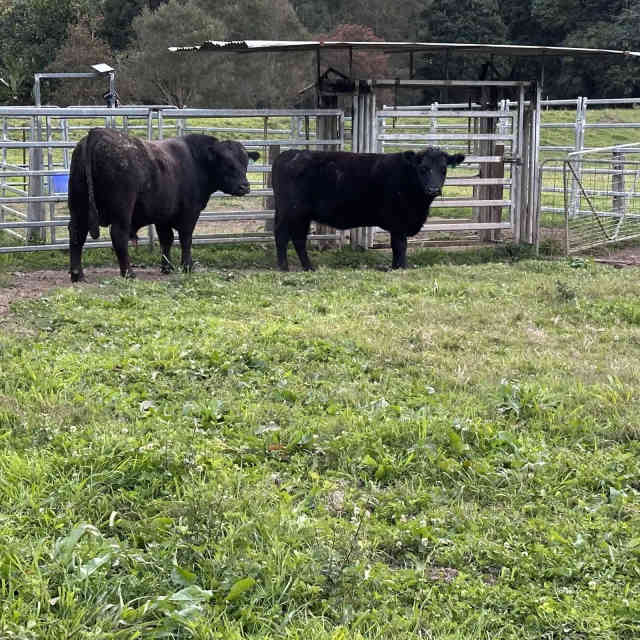 Registered Angus Bull and Heifers 23 months | Livestock | Gumtree ...