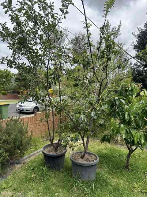 Grafted Fruit trees in 50cm pots - Plants in Thornbury VIC | Gumtree ...