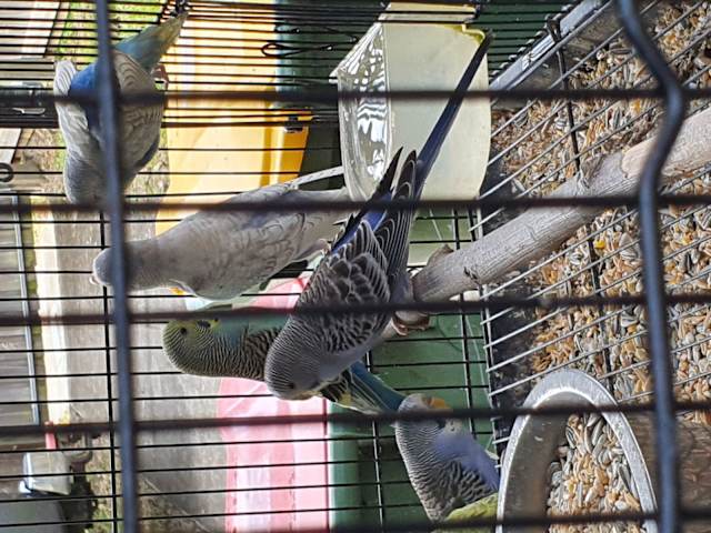 Young budgies | Birds | Gumtree Australia Ipswich City - Brassall ...
