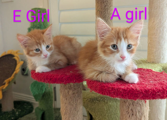 8-week-old kittens available, rare found ginger kitten girls& boys ...