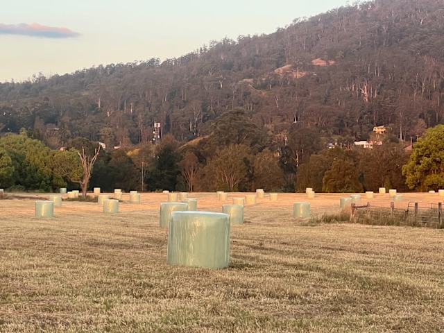 Callide Rhodes Grass Hay - Miscellaneous Goods in Geneva NSW | Gumtree ...