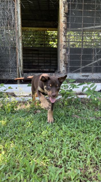 Purebred kelpie puppies | Dogs & Puppies | Gumtree Australia Litchfield ...