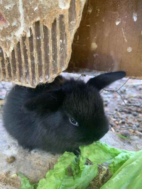 8-week-old bunnies | Rabbits | Gumtree Australia Liverpool Area ...