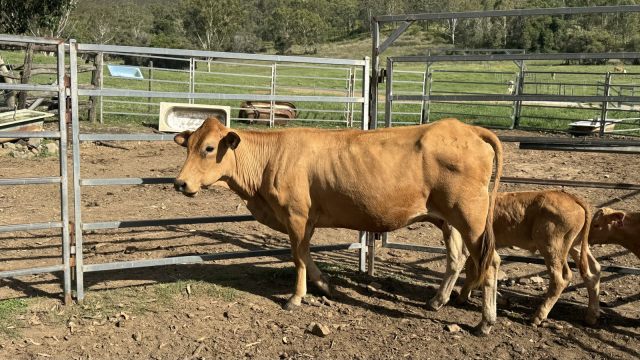 Quiet Charbray cows with calves | Livestock | Gumtree Australia ...