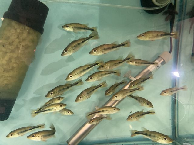 Mono Peacock bass 9-10cm | Fish | Gumtree Australia Logan Area ...