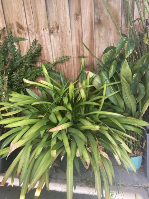 Established Clivia, 1m x 1m | Plants | Gumtree Australia Darebin Area ...
