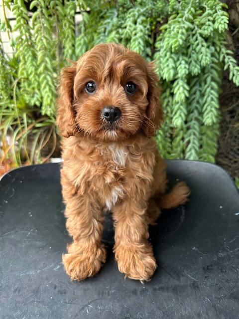 Cavoodle puppies ruby ( only girls) | Dogs & Puppies | Gumtree ...