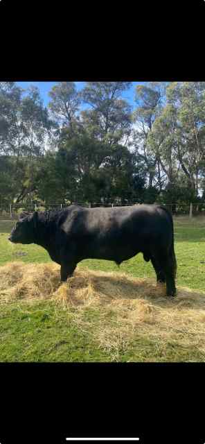 Angus Bull | Livestock | Gumtree Australia Ballarat City - Buninyong ...