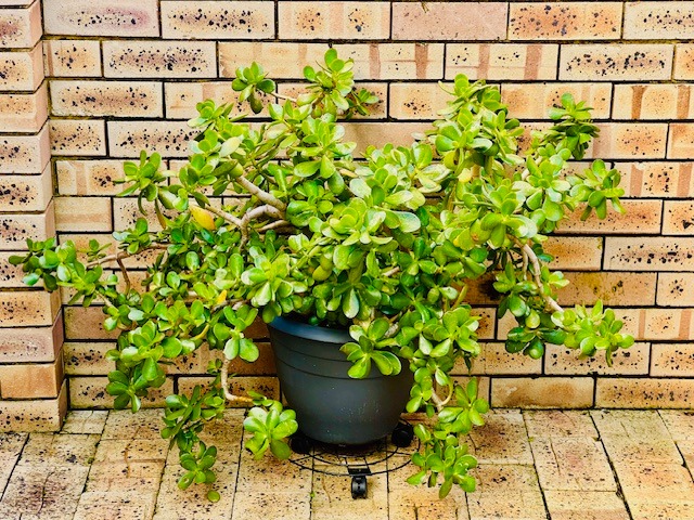 Large Jade Plant - Pot Plant - Healthy Succulent - Pots & Garden Beds ...