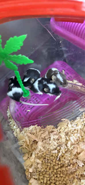 Cute Baby mice | Other Pets | Gumtree Australia Townsville City ...