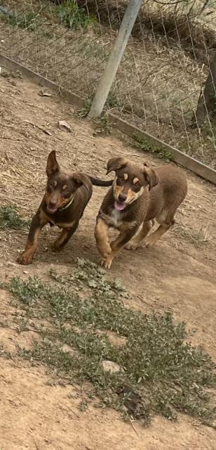 Red and tan kelpie pups | Dogs & Puppies | Gumtree Australia Oberon ...