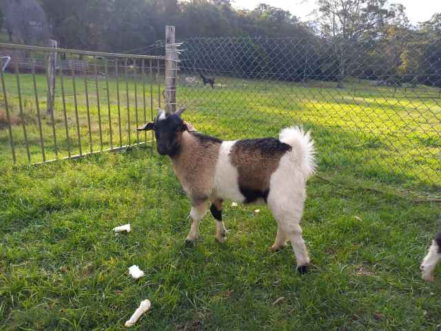 4 Mini Billy Goats 4 Months Old | Livestock | Gumtree Australia Gold ...
