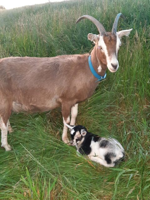Toggenburg Milking Doe with/without Kid | Livestock | Gumtree Australia ...