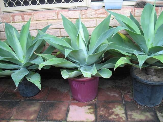 Potted beautiful agave for sale - Plants in Mirrabooka WA | Gumtree ...