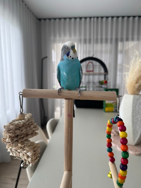 Tame blue male budgie | Birds | Gumtree Australia Whittlesea Area ...