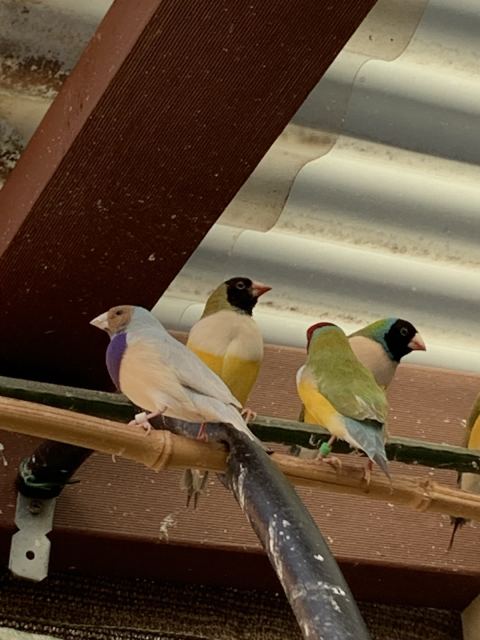 Gouldian Finch - Mutations | Birds | Gumtree Australia Monash Area ...
