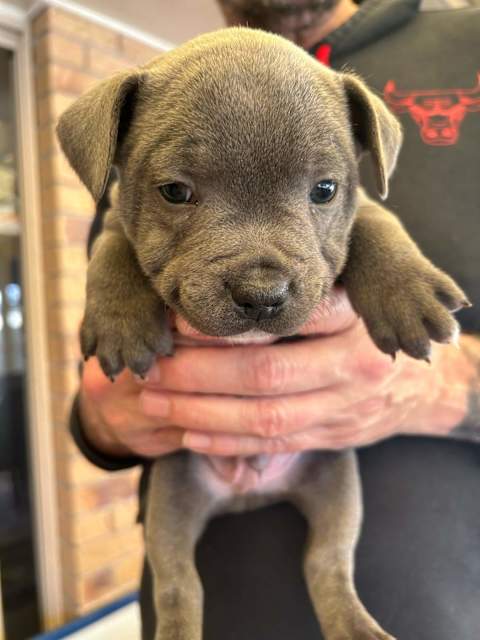 Blue English Staffy Puppies | Dogs & Puppies | Gumtree Australia Gold ...