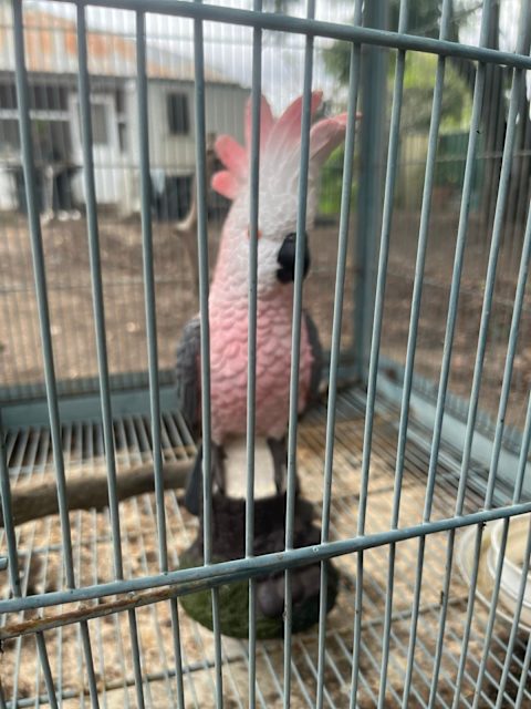 Vintage bird cage large on wheels rustic galah cockatoo parrot | Pet ...