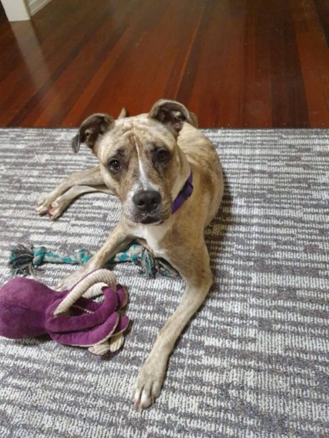 Meet Mina!! | Dogs & Puppies | Gumtree Australia Cairns City ...